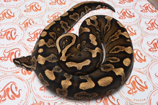 GHI Yellowbelly Confusion Ball Python by Dream Weaver Reptiles