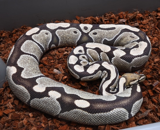 Desert Ghost - Proven Breeder Ball Python by Dream Weaver Reptiles