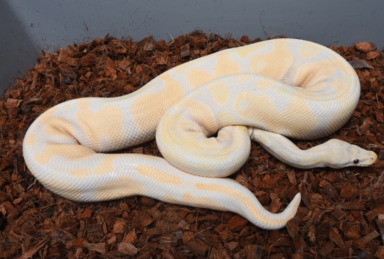 Pastel Lavender Albino - Proven Breeder Ball Python by Dream Weaver ...