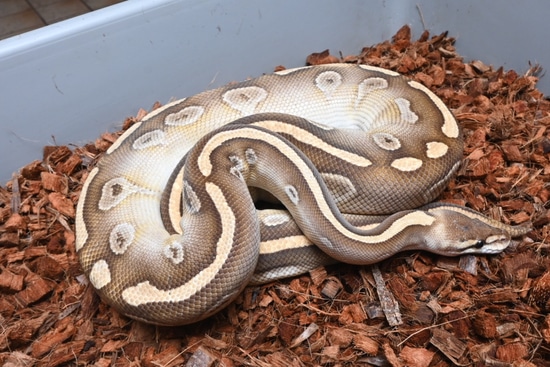 Butter Wookie - Proven Breeder Ball Python by Dream Weaver Reptiles