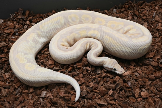 Cinnamon Lavender Albino - Proven Breeder Ball Python by Dream Weaver ...