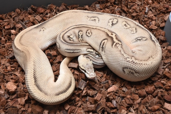 Pastel Leopard Wookie Yellowbelly Lesser - Proven Breeder Ball Python ...