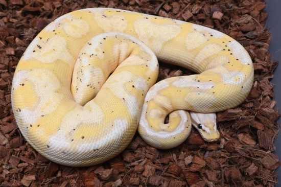 Pastel Banana Wookie Redstripe Cinnamon Ball Python by Dream Weaver ...