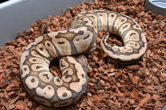Pastel Redstripe Nanny Het. Clown Ball Python by Dream Weaver Reptiles