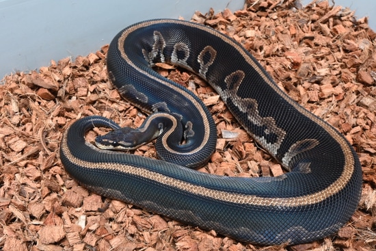 Leopard Blackhead Wookie 66% Triple Het. Clown/Pied/Lavender Albino ...