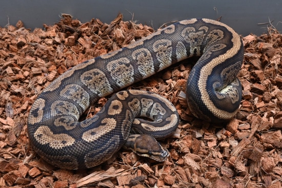Redstripe Nanny Leopard 50% Het. Clown (Possible Wookie) Ball Python by ...