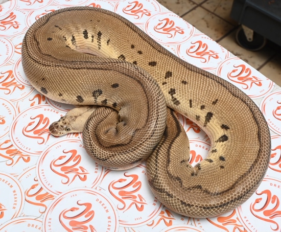 Firefly Leopard Redstripe Clown Ball Python by Dream Weaver Reptiles