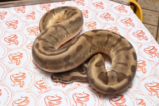 HGW Enchi Leopard Fire Het. Pied Ball Python by Dream Weaver Reptiles