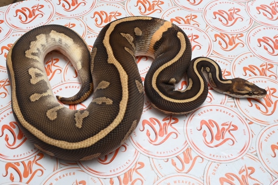 Wookie Blackhead Butter 50% Triple Het. Pied/Lavender Albino/Clown Ball ...