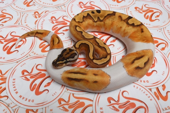 Enchi Special Pied Ball Python by Dream Weaver Reptiles
