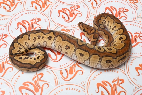 Special Clown Ball Python by Dream Weaver Reptiles