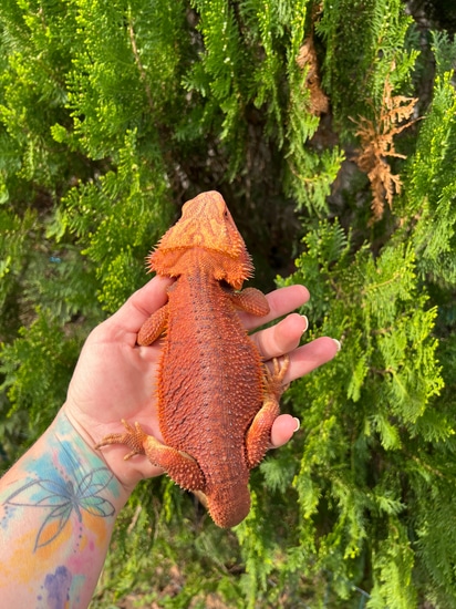50% Red Monster Central Bearded Dragon by Dragonfly Exotics