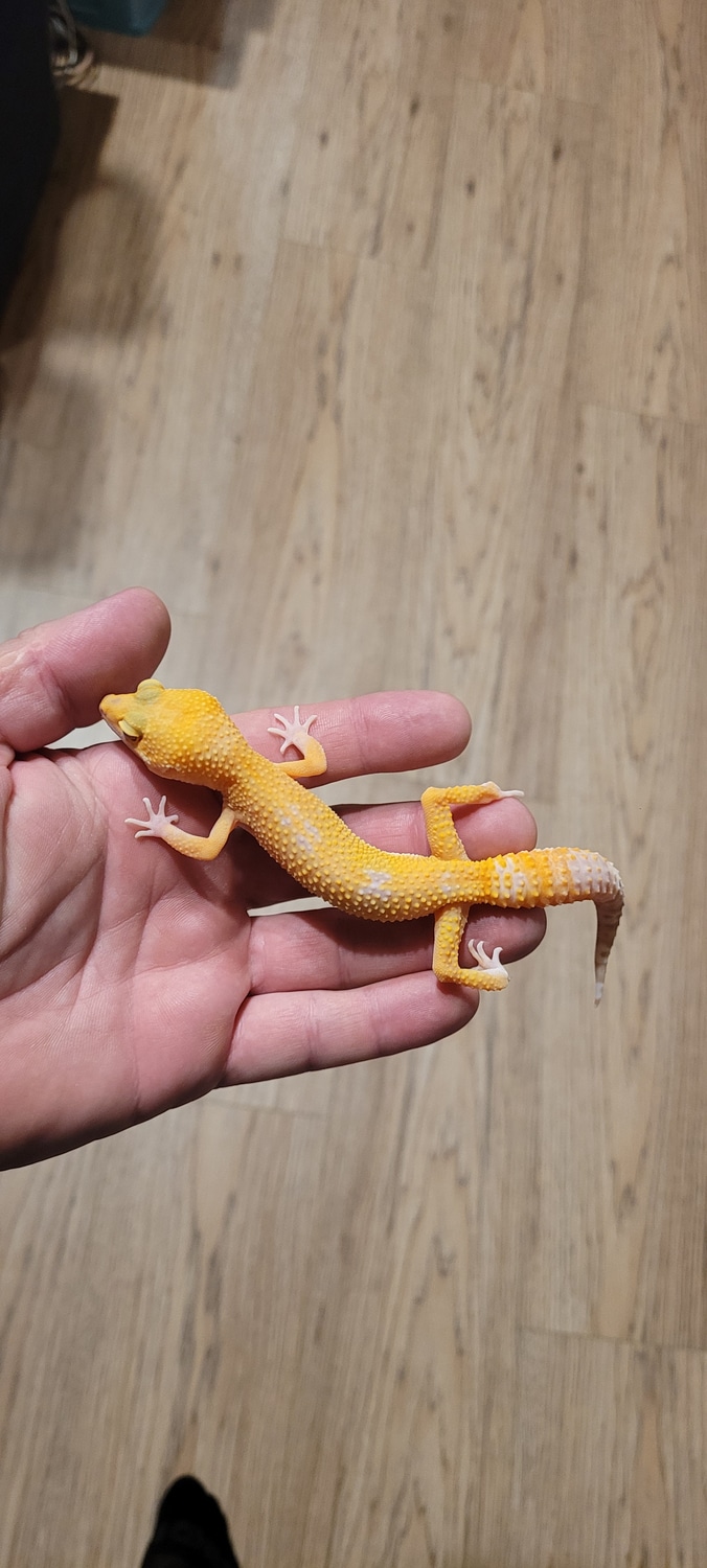 Pastel Tremper Albino Het Eclipse Leopard Gecko by Dreamy Geckos ...