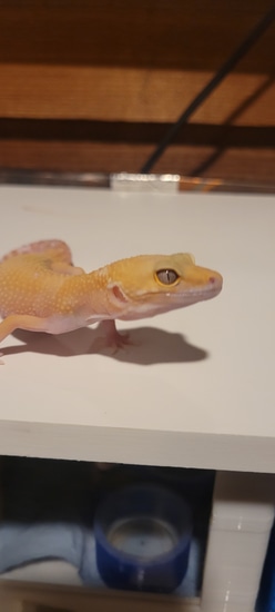 Pastel, Tremper Albino, Het Eclipse Leopard Gecko by Dreamy Geckos