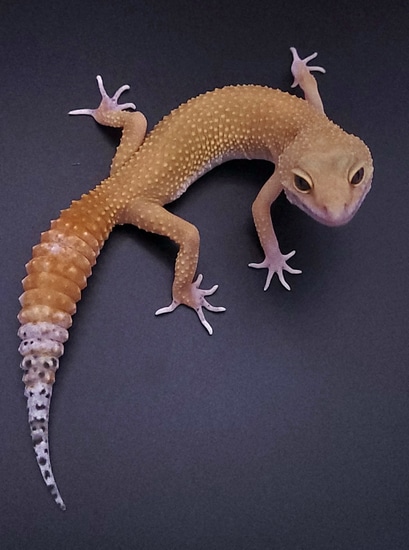 SHTCT Het Albino (Tremper) Het Eclipse Leopard Gecko by Dreamy Geckos