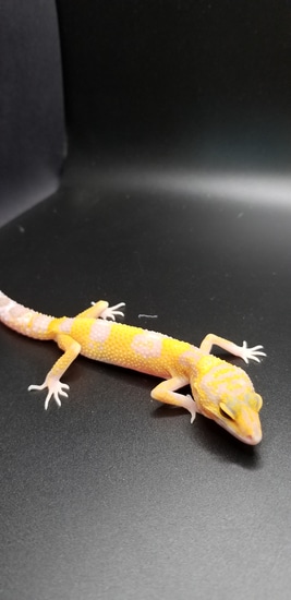 Pastel Tangerine Tremper Albino Eclipse Leopard Gecko by Dreamy Geckos