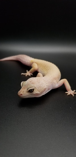 Lady Melvin Leopard Gecko by Dreamy Geckos
