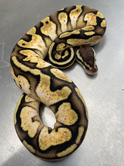 Pastel Calico Het Desert Ghost 50% Het G Stripe Ball Python by ...