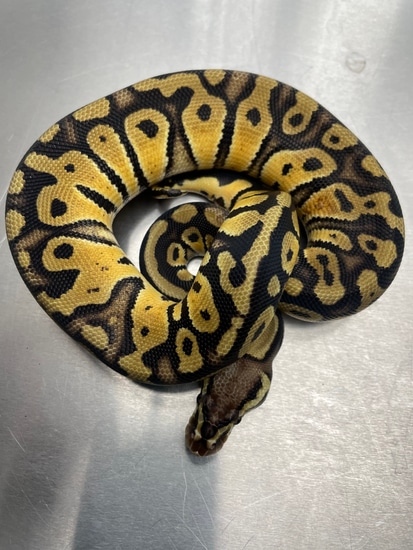 Pastel Double Het Clown Desert Ghost Ball Python by Colorfully Vulgar