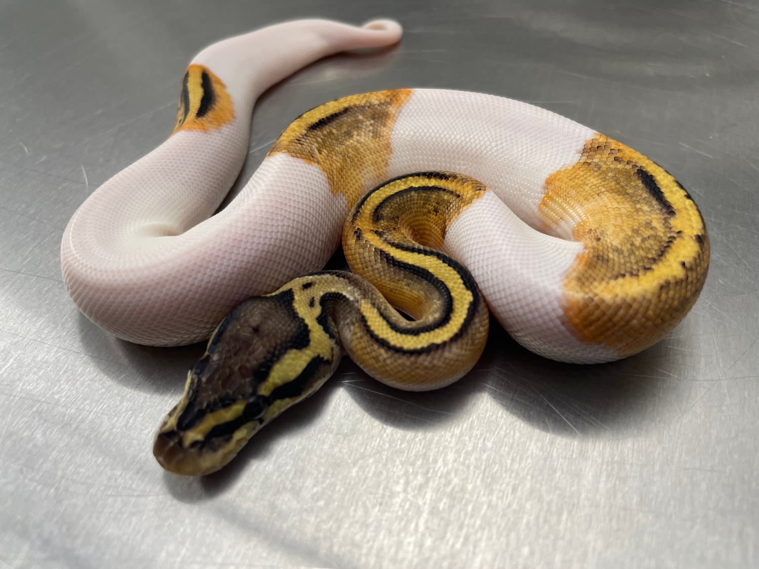 Pastel Piebald Het Clown Ball Python by Colorfully Vulgar - MorphMarket