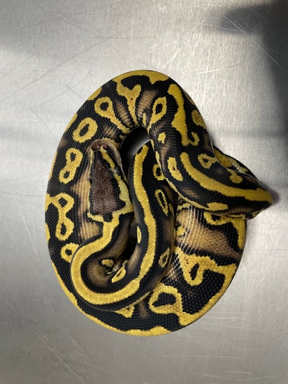 Pastel Yellowbelly Dbl Het Clown Pied Ball Python by Colorfully Vulgar