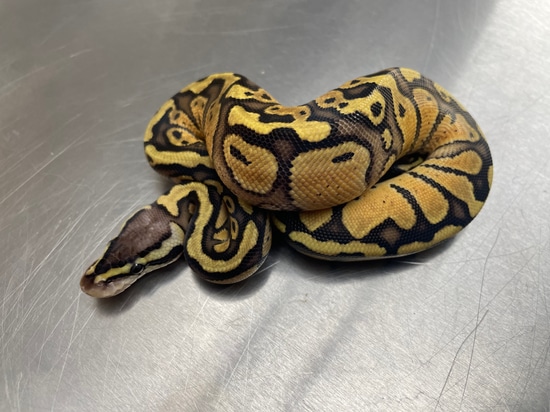 Pastel Asphalt Het Clown Ball Python by Colorfully Vulgar