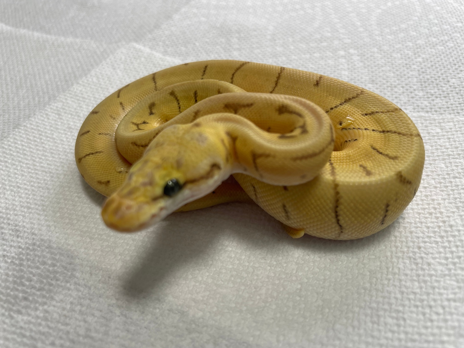 Super Pastel Enchi Pinstripe Spider Het Desert Ghost Ball Python by ...