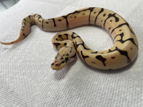 Pastel Vanilla Spider Het Clown Pos Het Desert Ghost Ball Python by ...