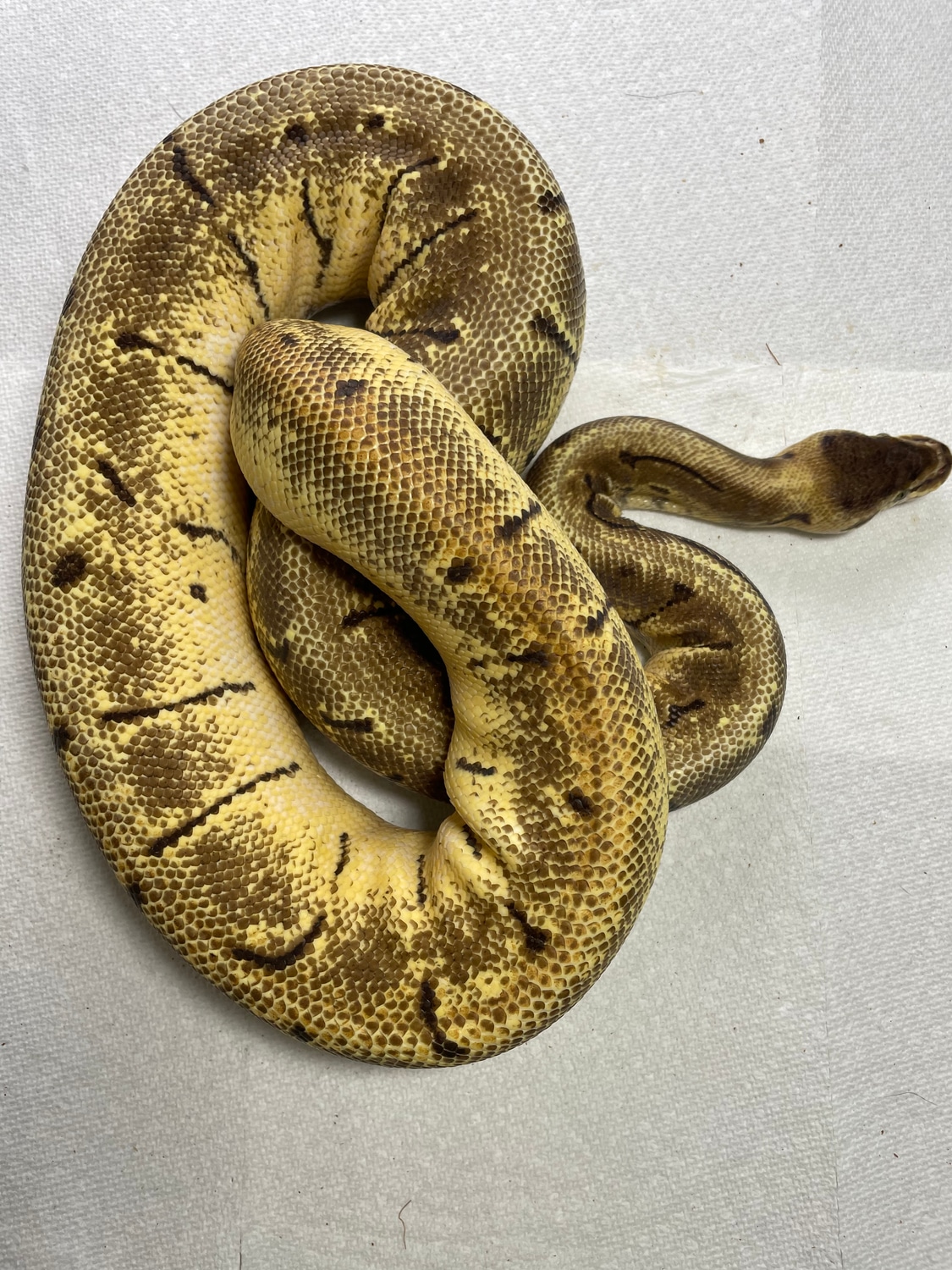 Pastel Mojave Pinstripe Spider Enchi Ball Python by Colorfully Vulgar ...