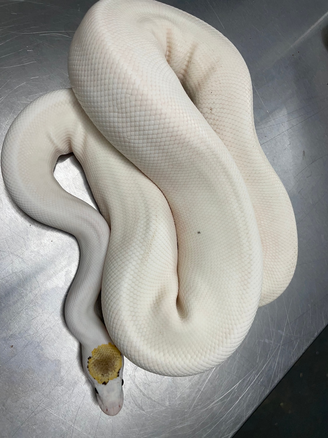 Spider Pied Ball Python by Colorfully Vulgar - MorphMarket