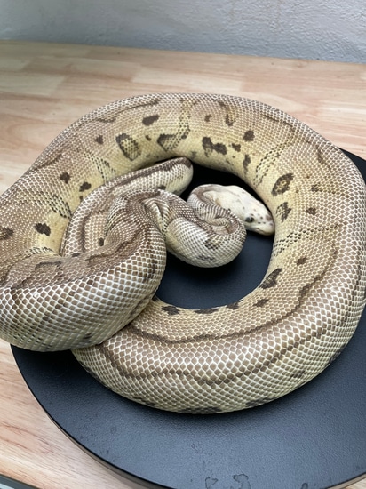 Pastel Vanilla Clown Het Desert Ghost Ball Python by Colorfully Vulgar