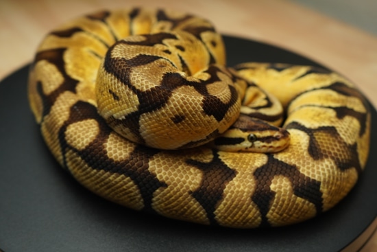 Group Of Het Clowns Ball Python by Colorfully Vulgar