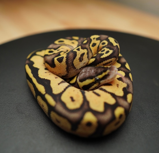 Pastel Fire Yellow Belly Het Piebald Ball Python by Colorfully Vulgar