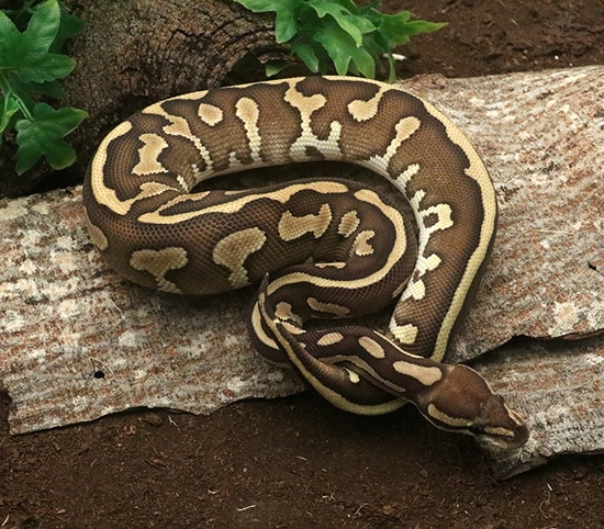 Leopard Butter Chocolate Ball Python by Dynasty Reptiles
