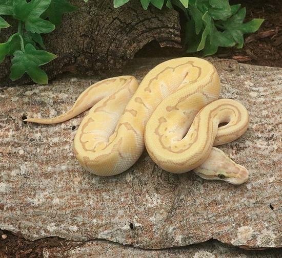 Emperor Pin Enchi Ghost Ball Python by Dynasty Reptiles
