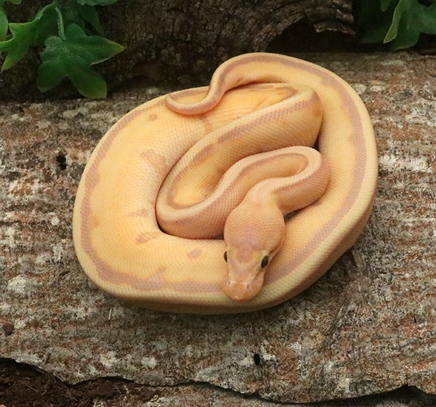 Banana/Coral Glow Genetic Stripe Ball Python by Dynasty Reptiles ...