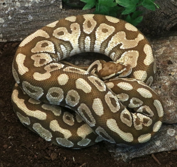 Butter Spotnose Ball Python by Dynasty Reptiles - MorphMarket