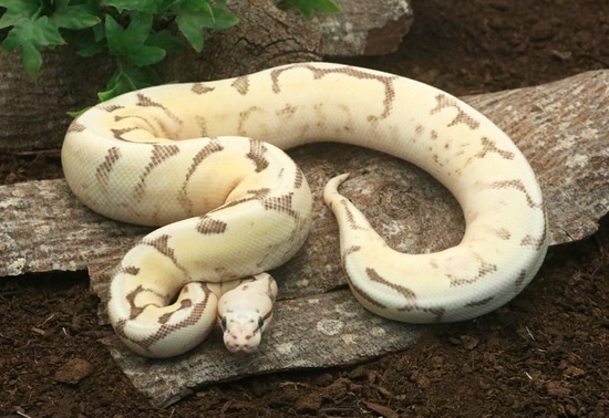 Pastave Bee Fire Ball Python by Dynasty Reptiles