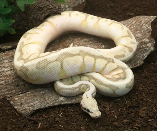 Super Queen Bee Ball Python by Dynasty Reptiles