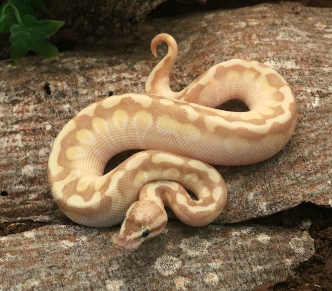 Soul Sucker Enchi Pastel Ball Python by Dynasty Reptiles - MorphMarket