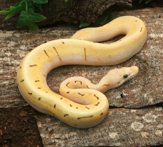 Spinner Blast Enchi Ball Python by Dynasty Reptiles - MorphMarket