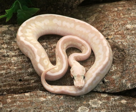 Banana Soul Sucker Spotnose Enchi Ball Python by Dynasty Reptiles