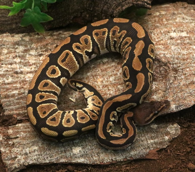Mahogany Ball Python by Dynasty Reptiles - MorphMarket
