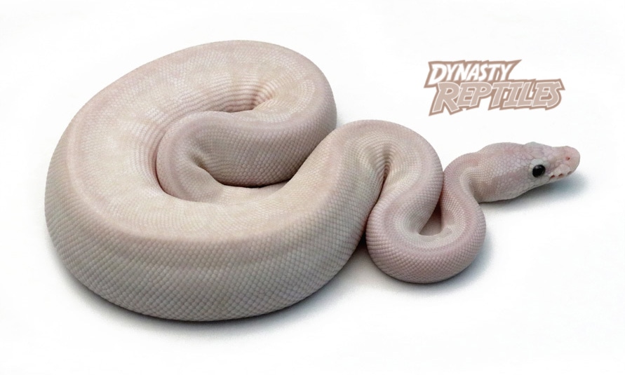 Phantom Butter Spotnose Ball Python by Dynasty Reptiles - MorphMarket
