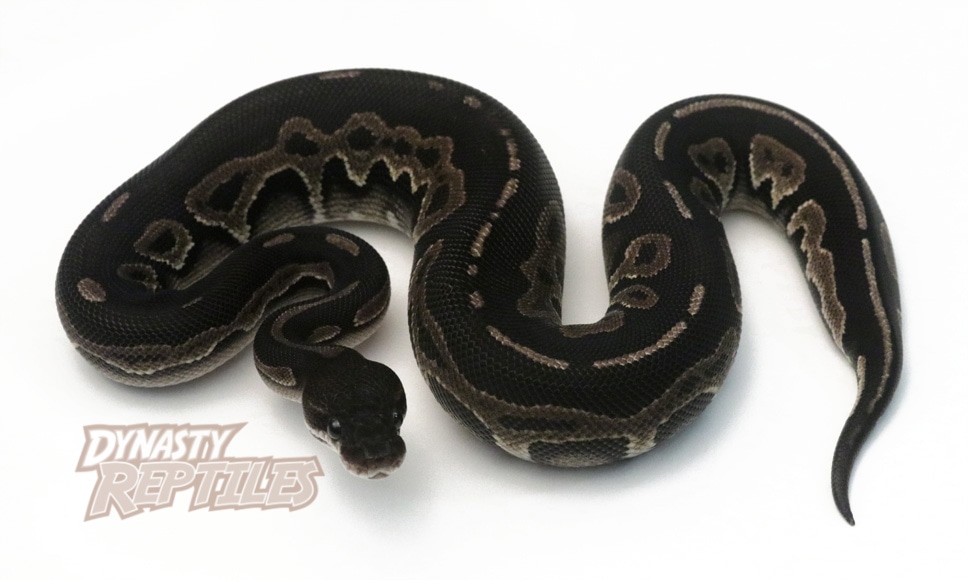 Blackhead Cinnamon Ball Python by Dynasty Reptiles - MorphMarket