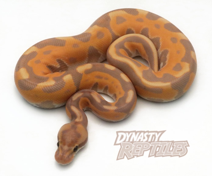 Banana Super Enchi Leopard Cinnamon Ball Python by Dynasty Reptiles ...