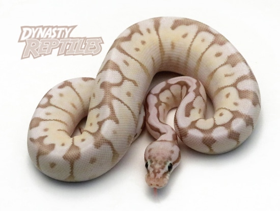 Banana Queen Bee Ball Python by Dynasty Reptiles