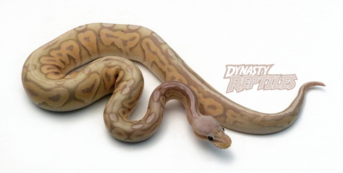 Banana Pewter Ball Python by Dynasty Reptiles - MorphMarket