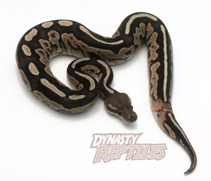 Lucifer Cinnamon Ball Python by Dynasty Reptiles - MorphMarket