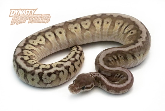 Soul Sucker Pastel Spotnose Ball Python by Dynasty Reptiles